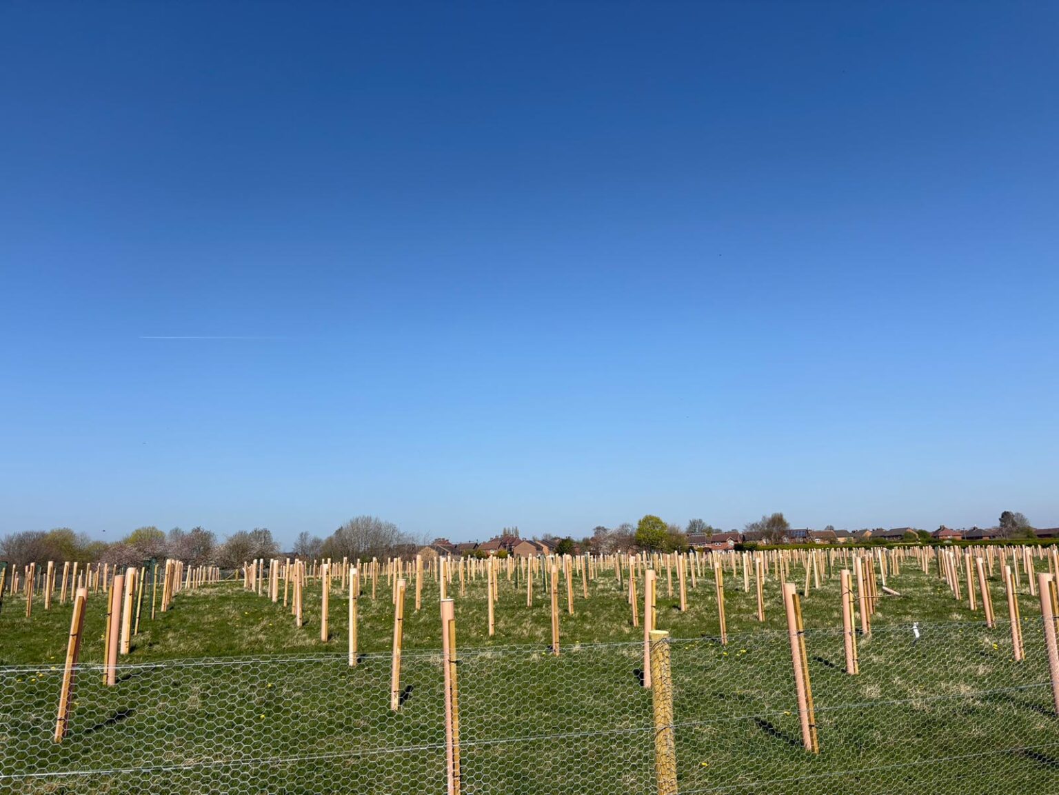 Thompson Tree Services - Thompsons Group