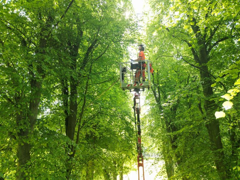 Thompson Tree Services - Thompsons Group